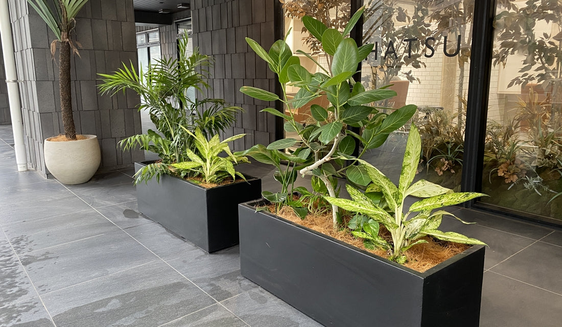 shalu 平塚店 | 植物･造花の店舗ディスプレイ | 空間デザイン･装飾のIROHA D'ECOR