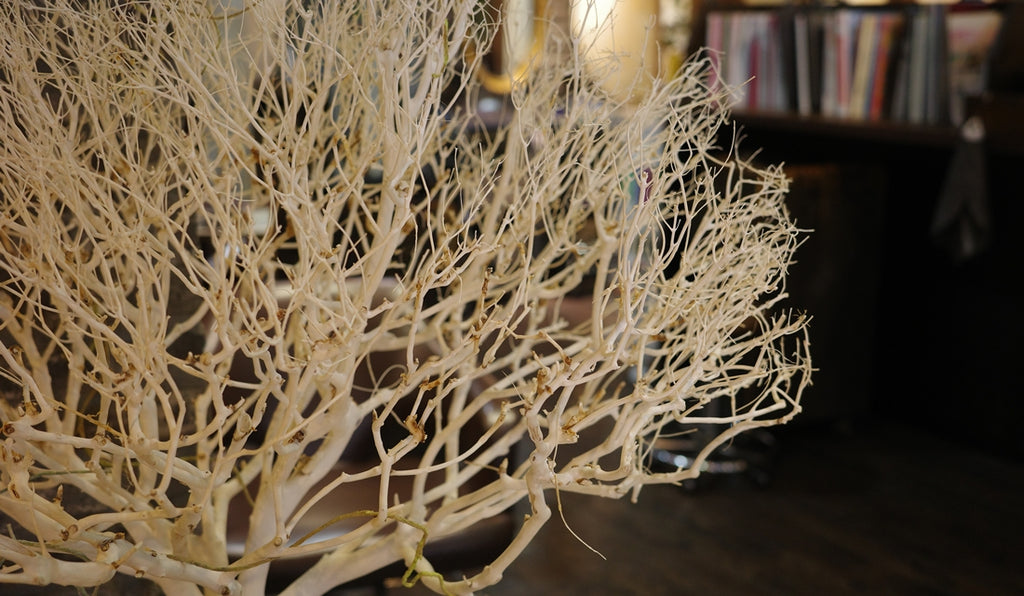 shalu 船橋店 | 植物･造花の店舗ディスプレイ | 空間デザイン･装飾のIROHA D'ECOR